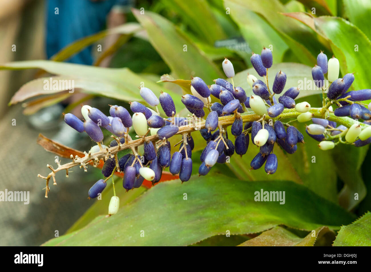 Aechmea mexicana -Fotos und -Bildmaterial in hoher Auflösung – Alamy