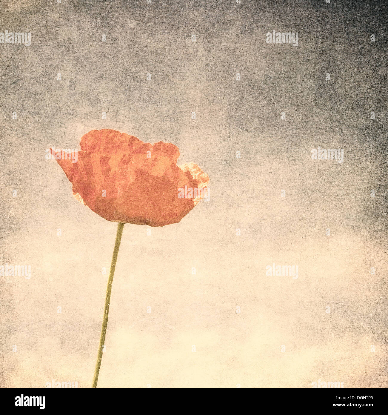 Mohn aquarell -Fotos und -Bildmaterial in hoher Auflösung – Alamy