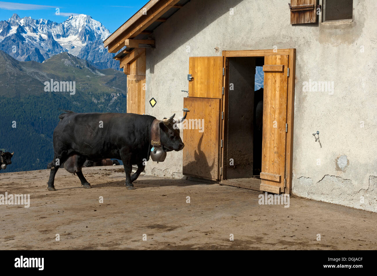 Herens cow -Fotos und -Bildmaterial in hoher Auflösung – Alamy