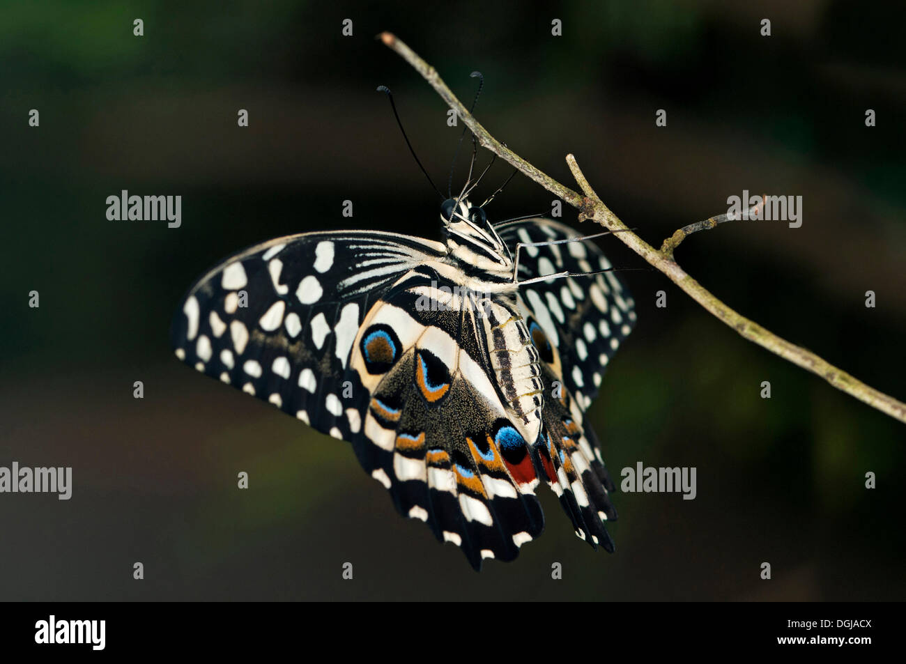 Tropischer Schwalbenschwanz Stockfotos und -bilder Kaufen - Alamy