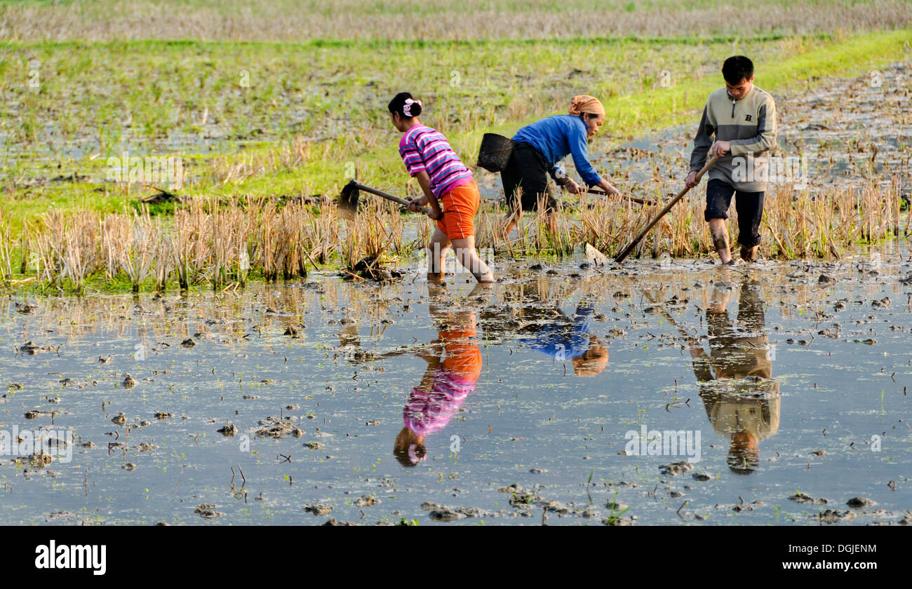 Reis Feld Arbeiter Stockfotos und -bilder Kaufen - Alamy