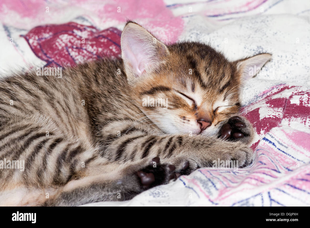 Schlafender schlummer -Fotos und -Bildmaterial in hoher Auflösung – Alamy