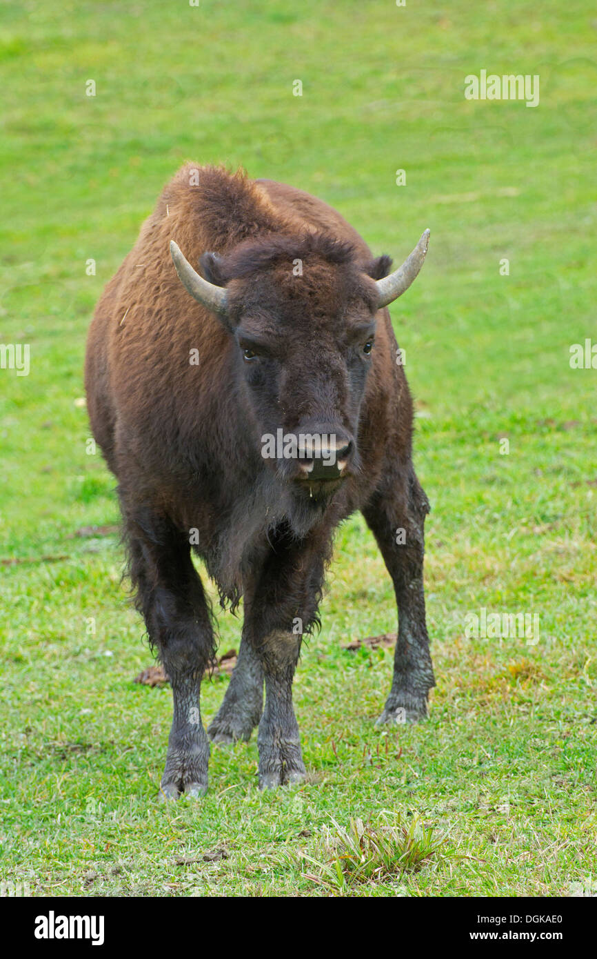 Female bison -Fotos und -Bildmaterial in hoher Auflösung – Alamy