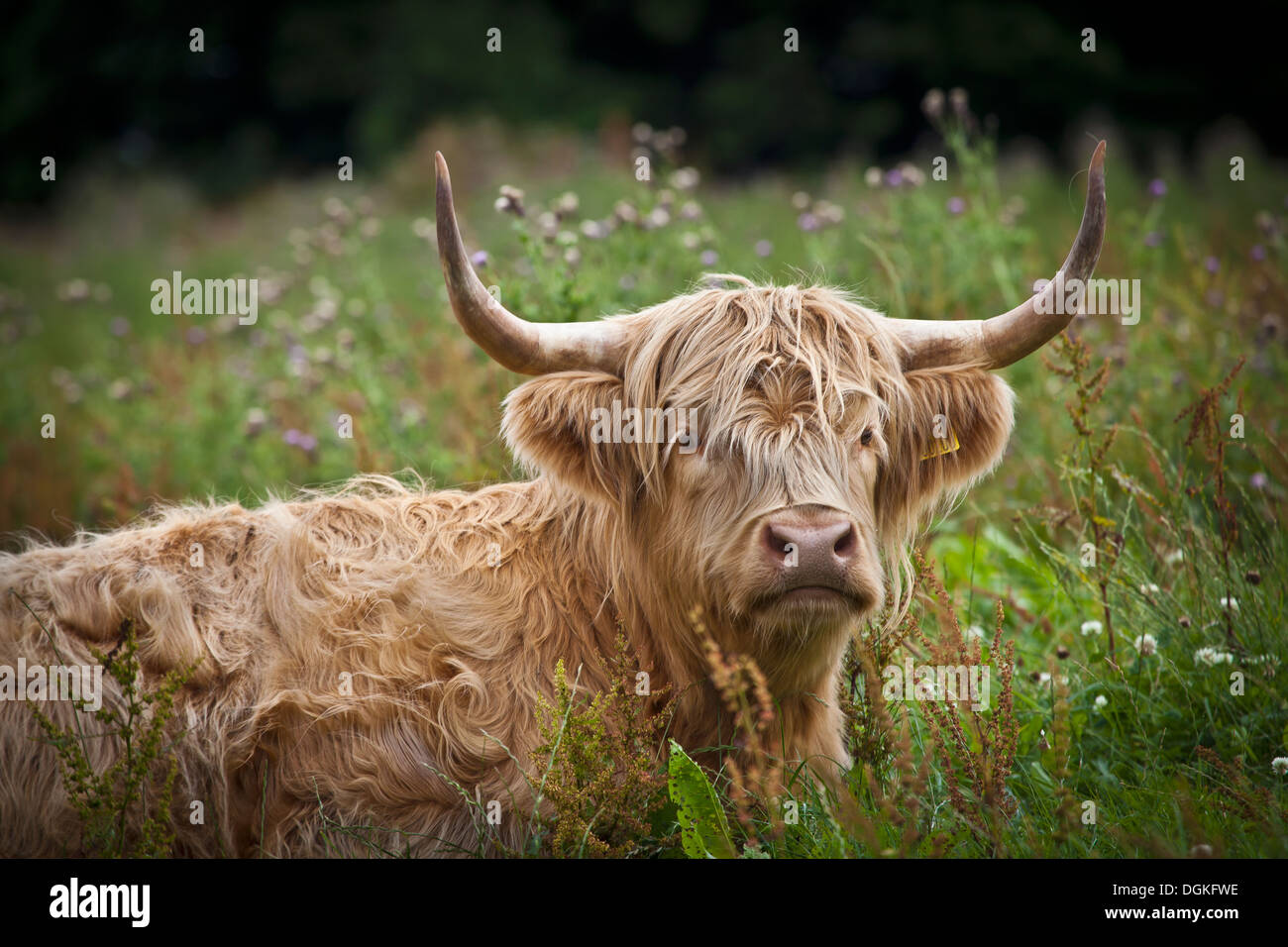 Highland kühe -Fotos und -Bildmaterial in hoher Auflösung – Alamy