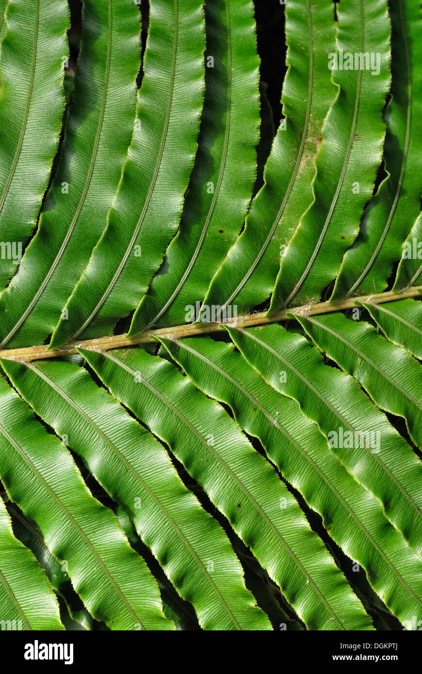 Polypodiophyta polypodiopsida pteridophyta filicophyta -Fotos und ...