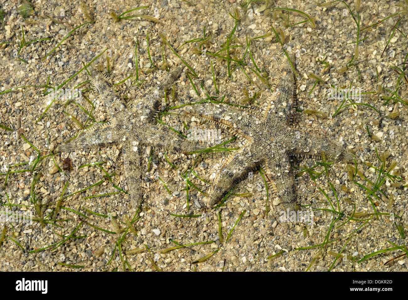 Seesterne seesterne asteroidea -Fotos und -Bildmaterial in hoher ...