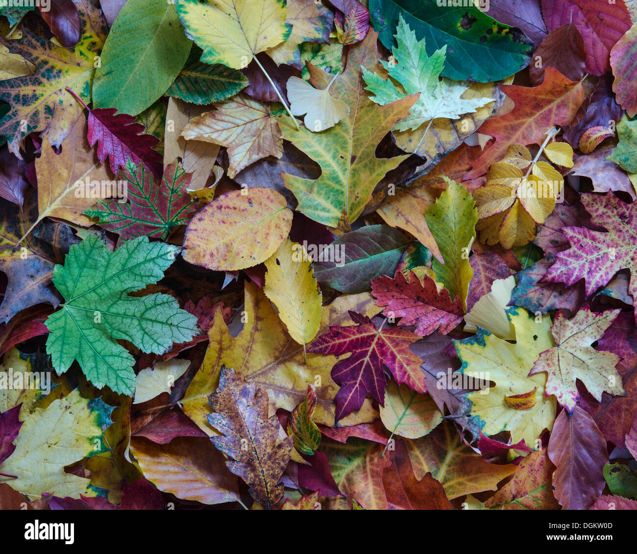 Unterschiedliches laub -Fotos und -Bildmaterial in hoher Auflösung – Alamy