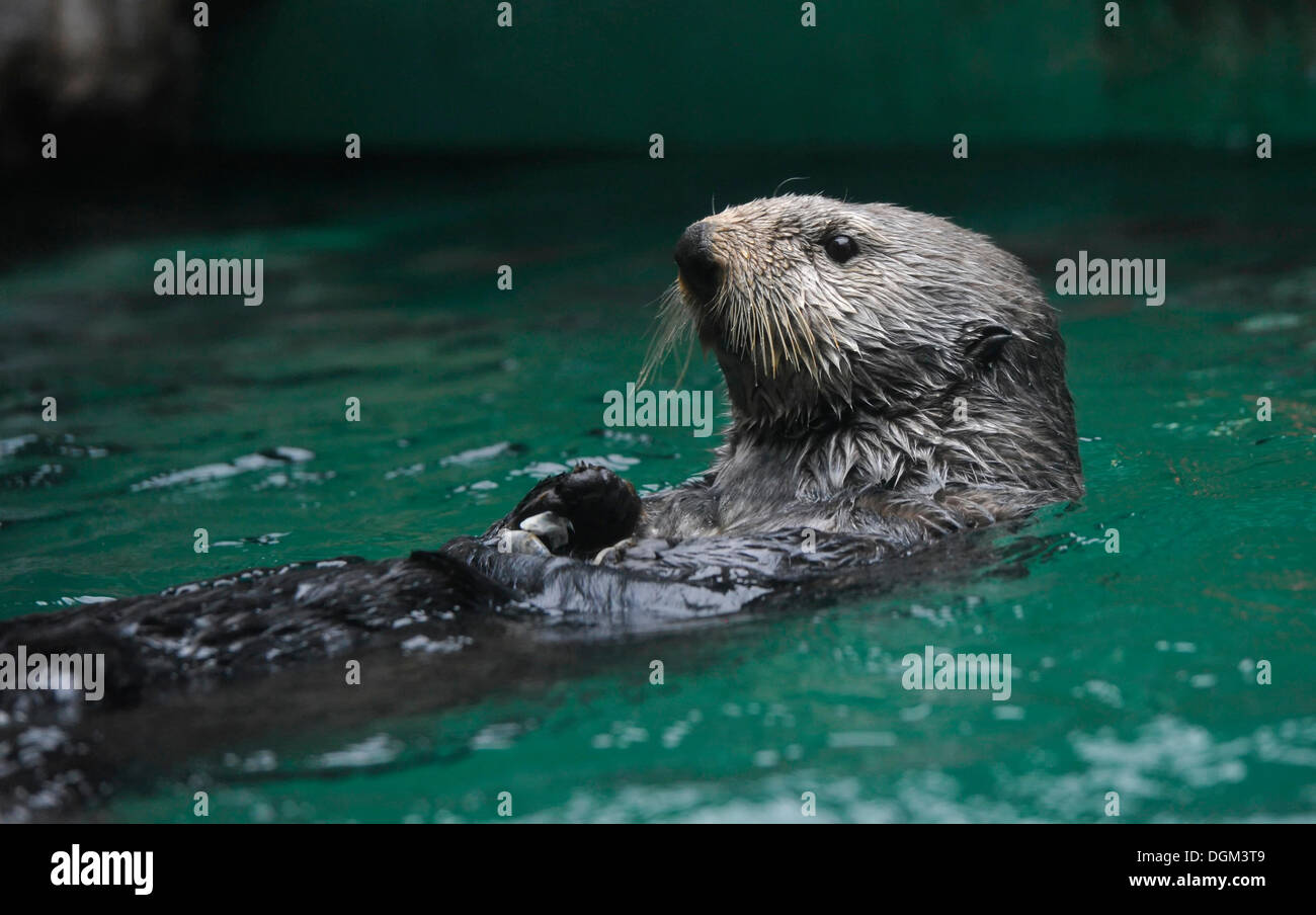Otter profile -Fotos und -Bildmaterial in hoher Auflösung – Alamy