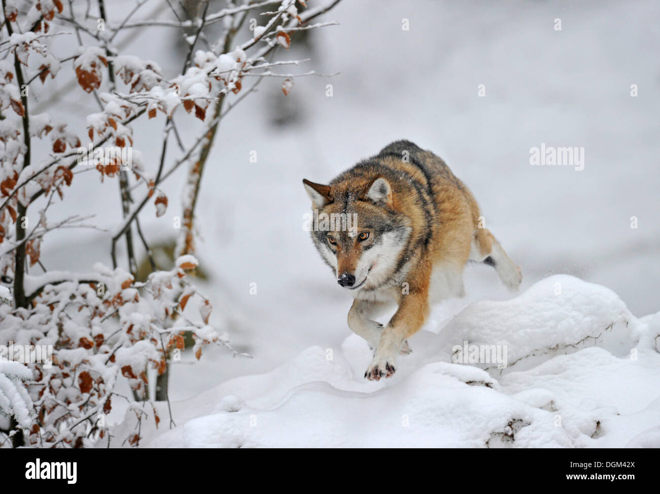 Jumping wolf -Fotos und -Bildmaterial in hoher Auflösung – Alamy