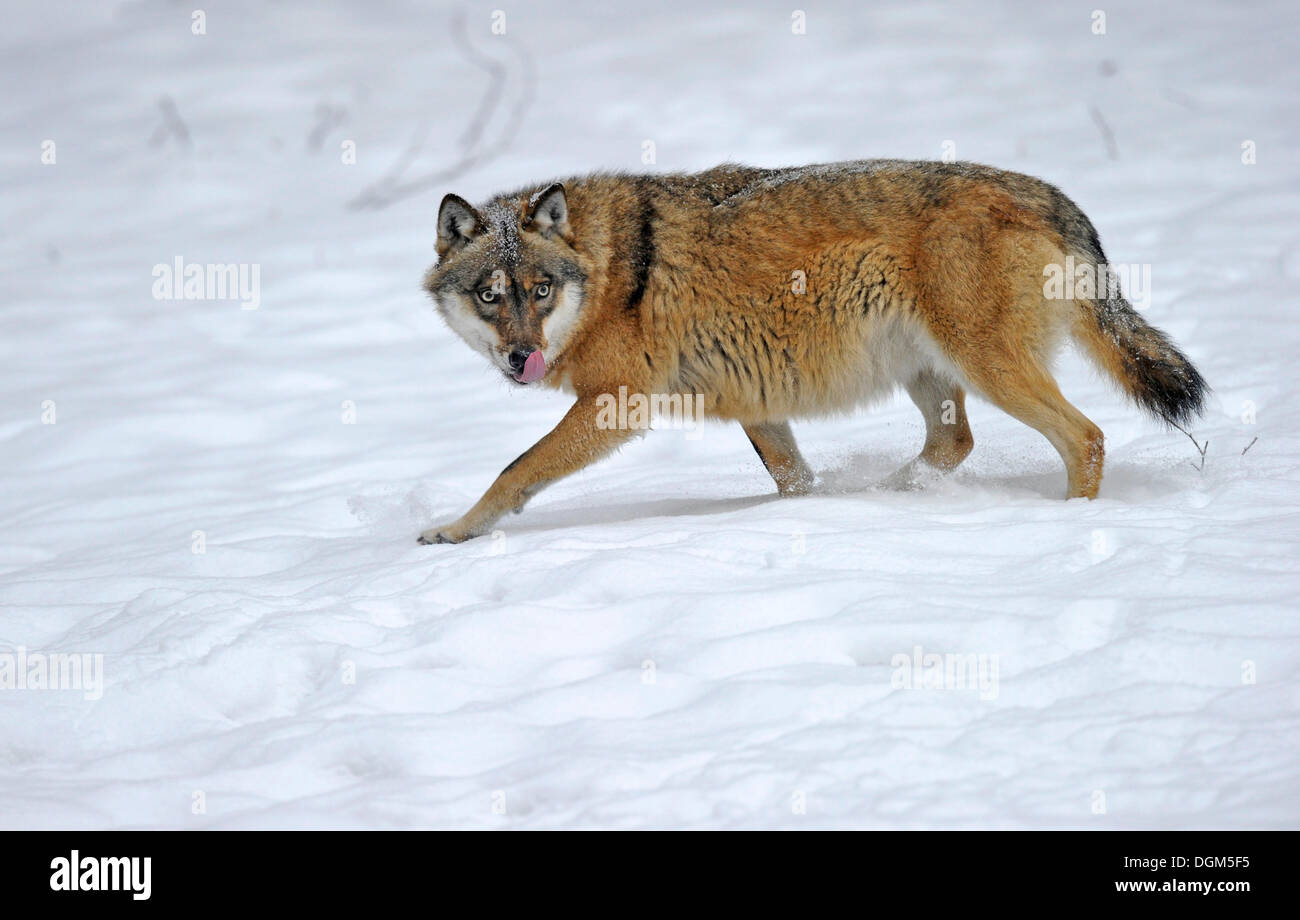 Mackenzie Tal Wolf, kanadische Timberwolf (Canis Lupus Occidentalis) im ...
