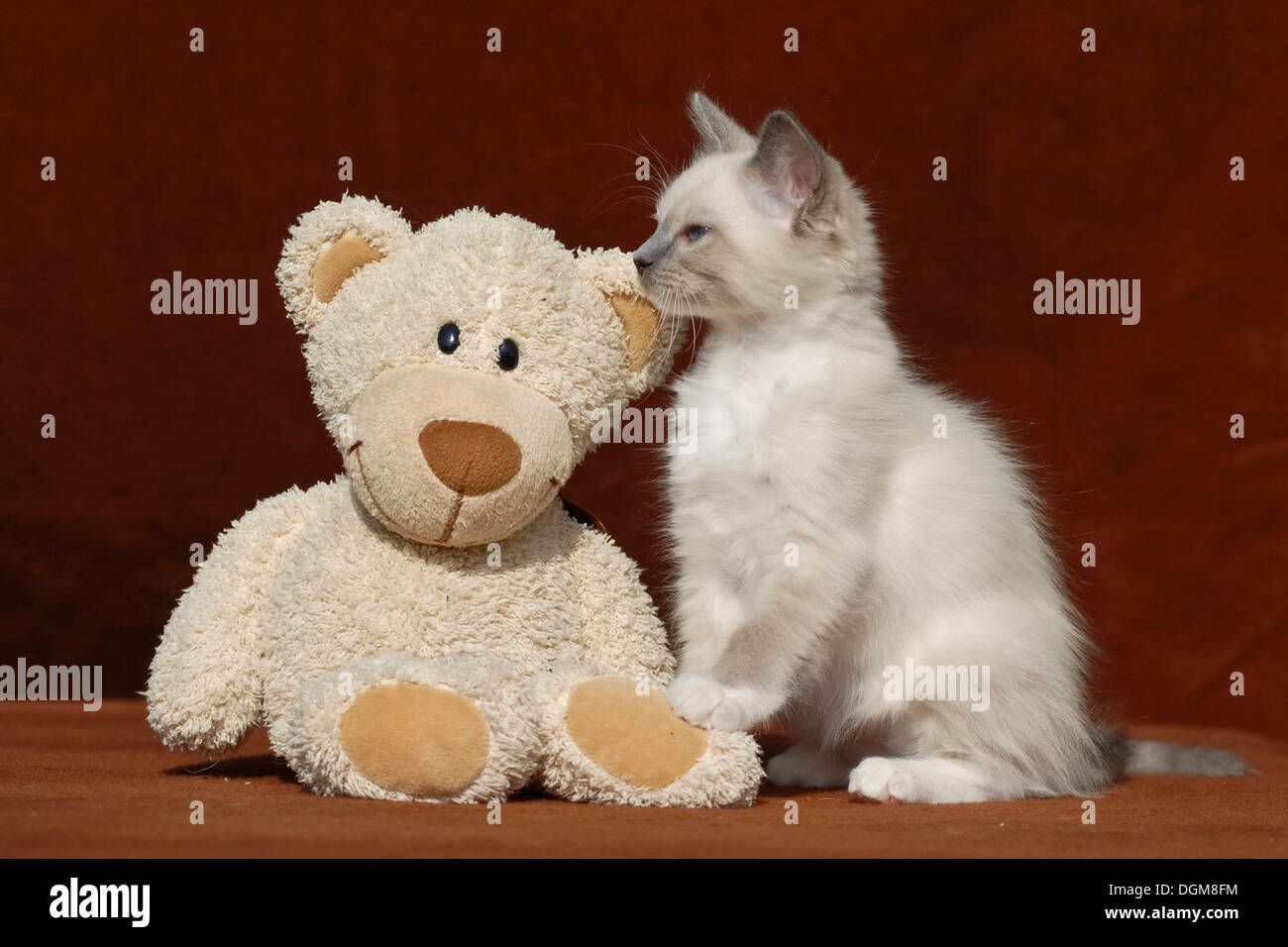 Teddy katze -Fotos und -Bildmaterial in hoher Auflösung – Alamy