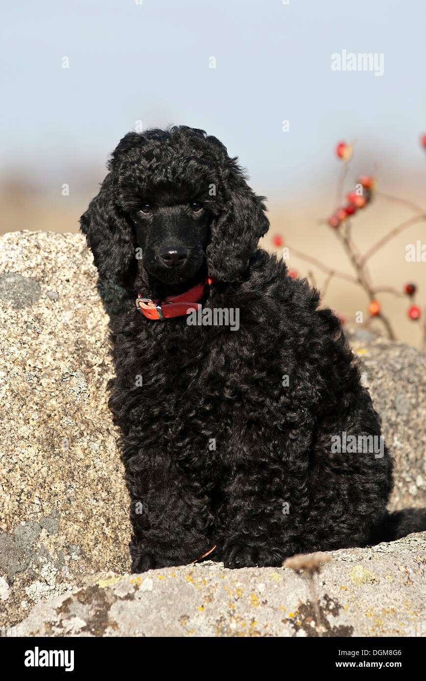 Schwarzer pudel -Fotos und -Bildmaterial in hoher Auflösung – Alamy