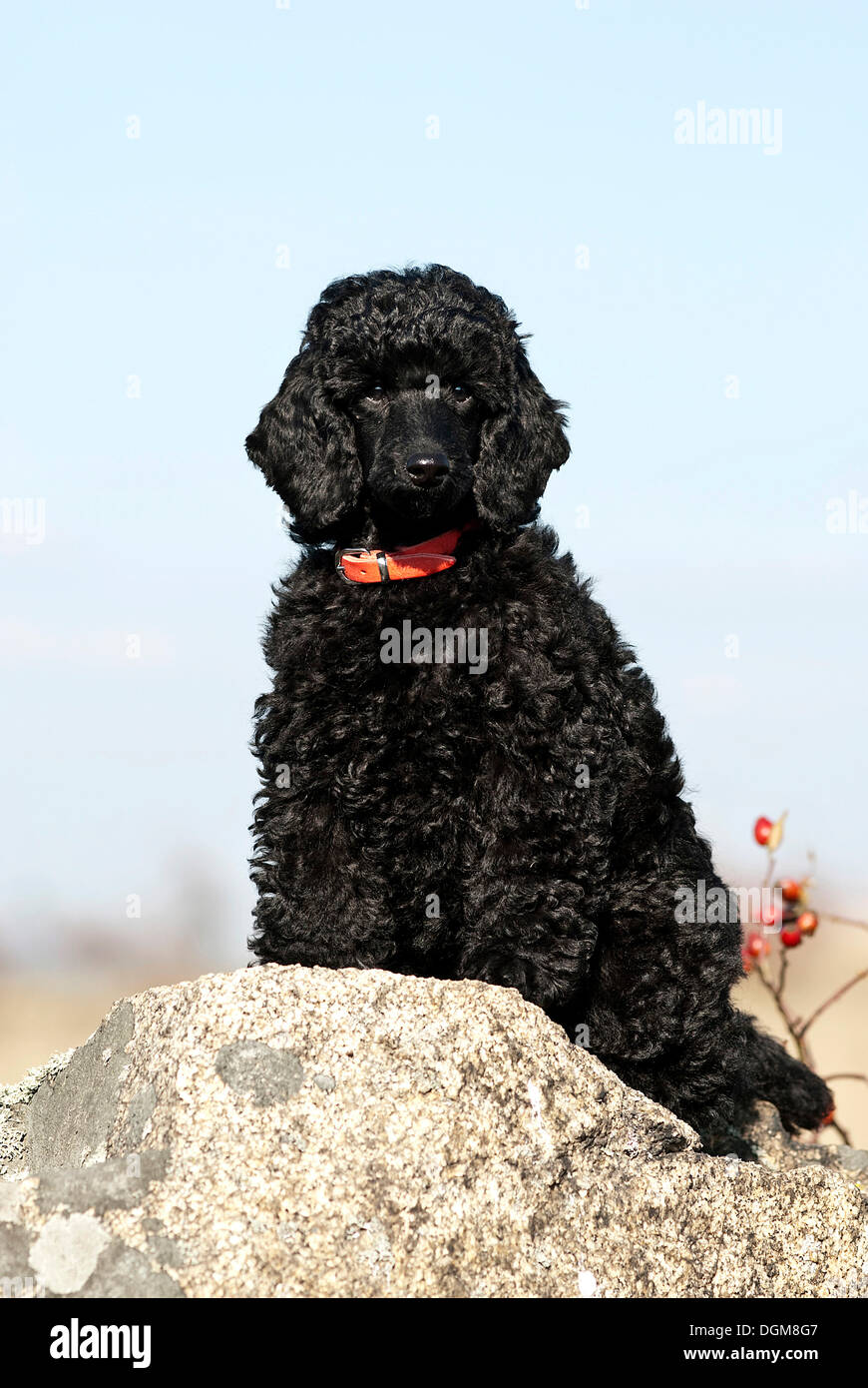 Schwarzer pudel -Fotos und -Bildmaterial in hoher Auflösung – Alamy