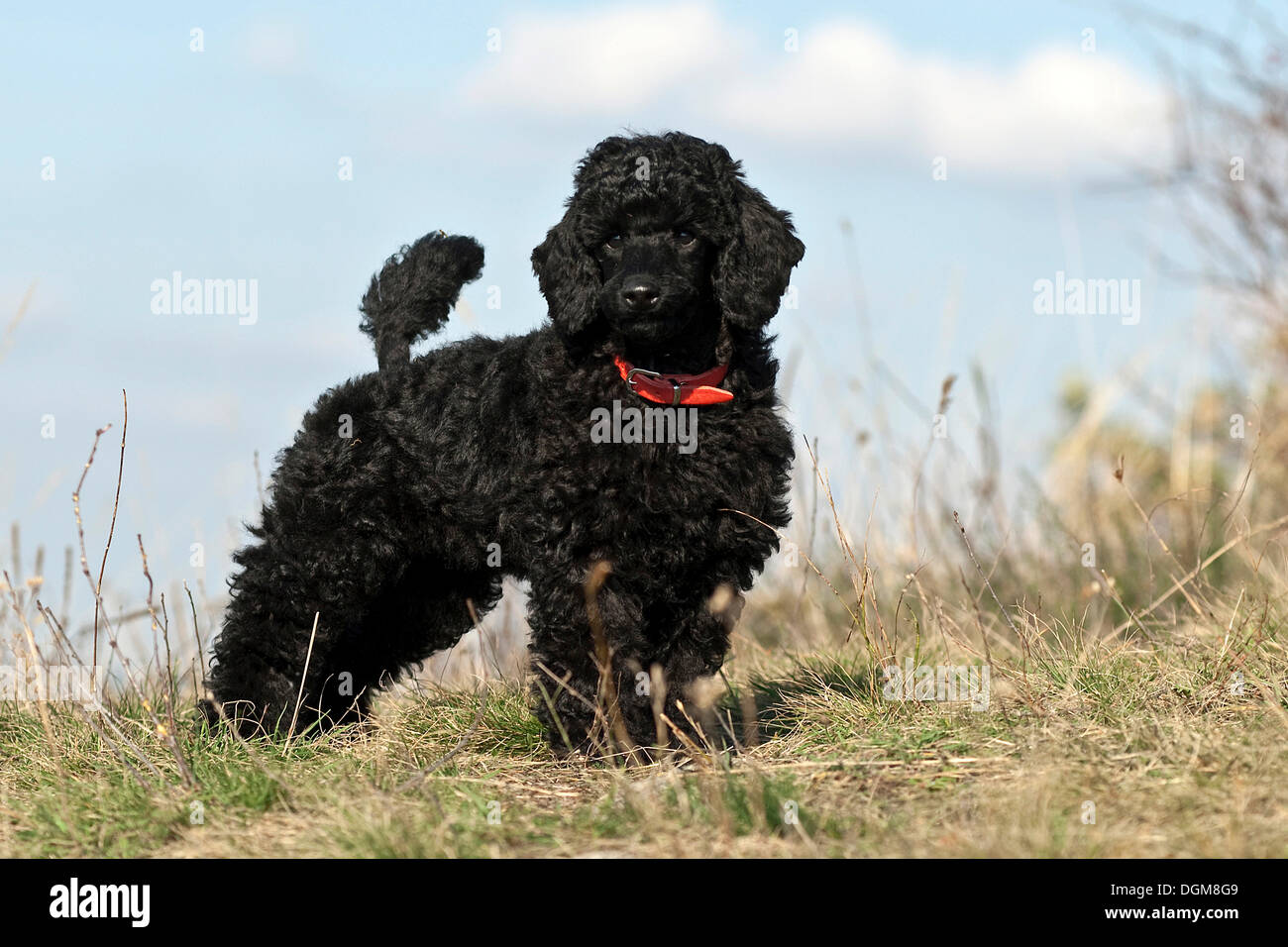 Schwarze pudel -Fotos und -Bildmaterial in hoher Auflösung – Alamy