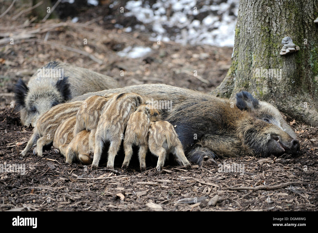 Wildschwein ferkel -Fotos und -Bildmaterial in hoher Auflösung – Alamy