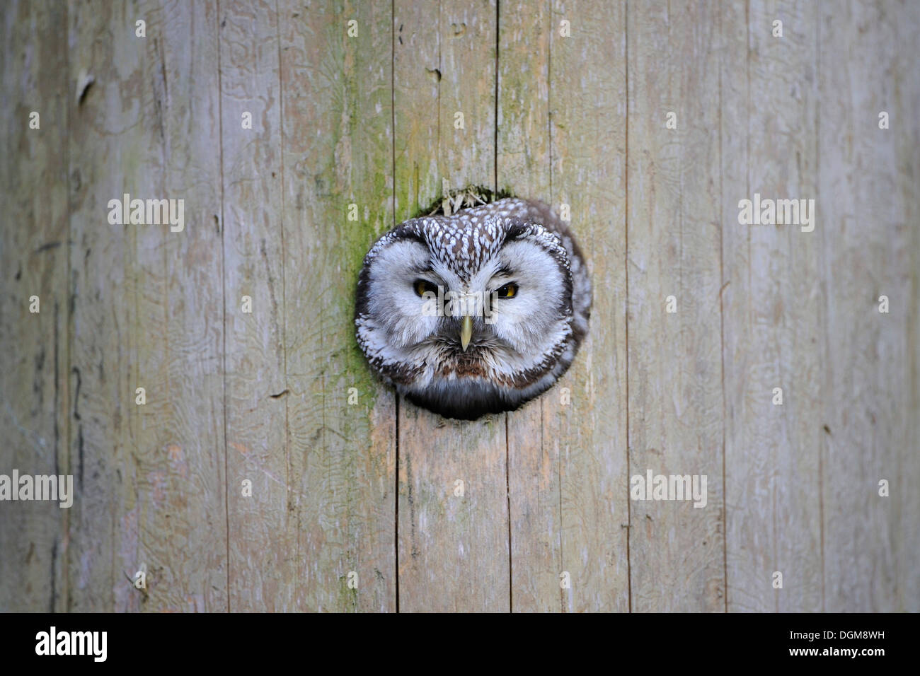 Nistkasten Der Eule Stockfotos und -bilder Kaufen - Alamy