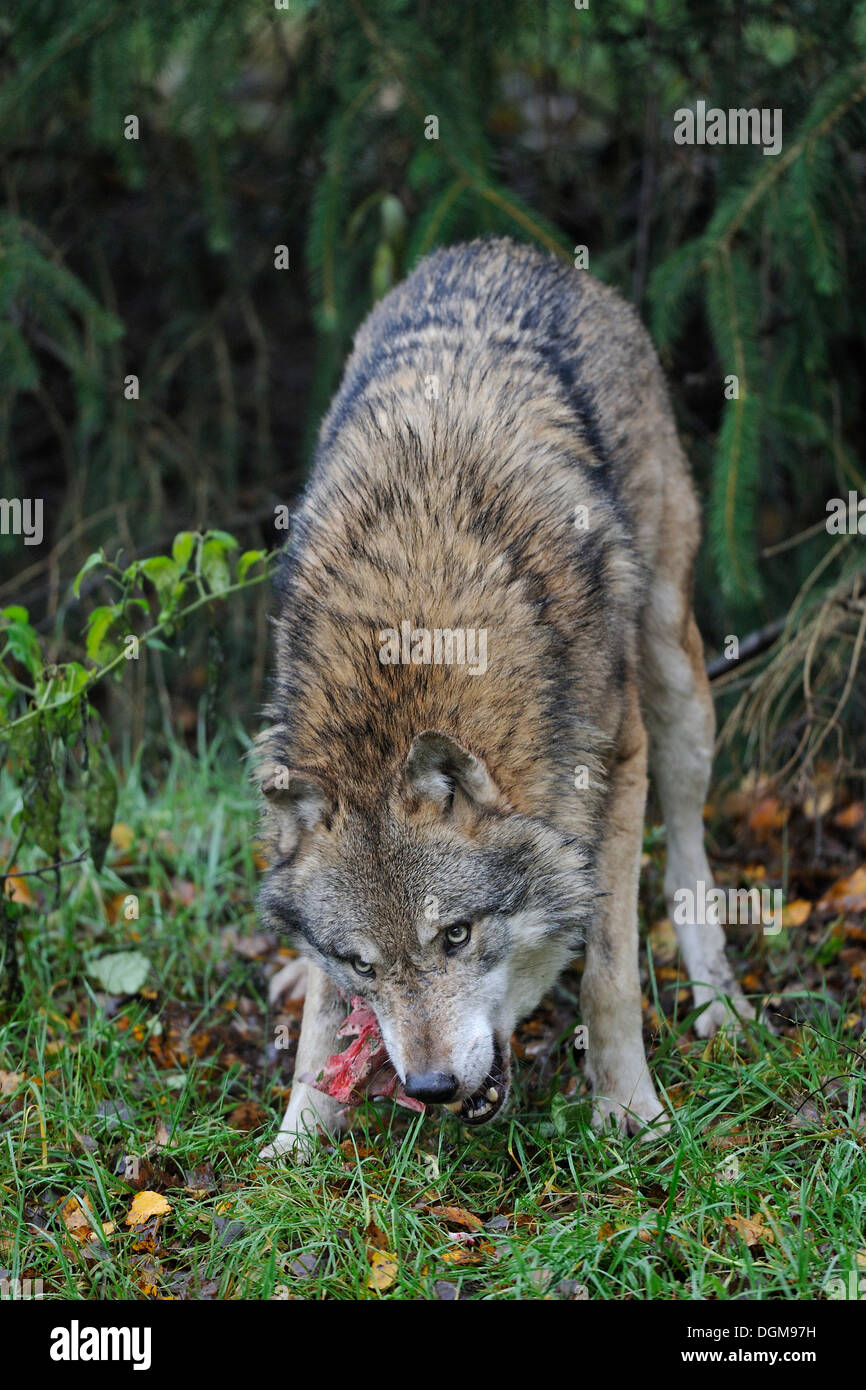 Gray wolf canis lupus eating -Fotos und -Bildmaterial in hoher ...