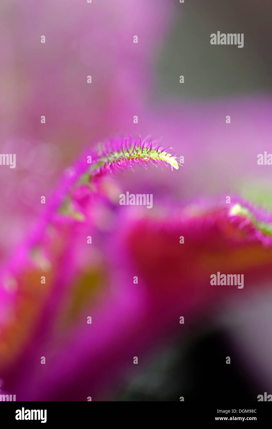 Gynura aurantiaca -Fotos und -Bildmaterial in hoher Auflösung – Alamy