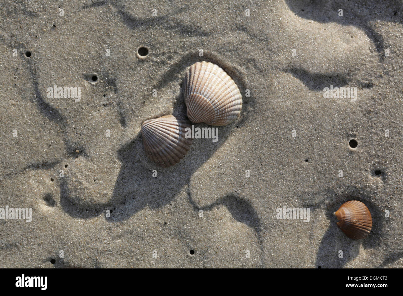 Muscheln im Sand am Strand, Langeoog, Ostfriesische Inseln ...