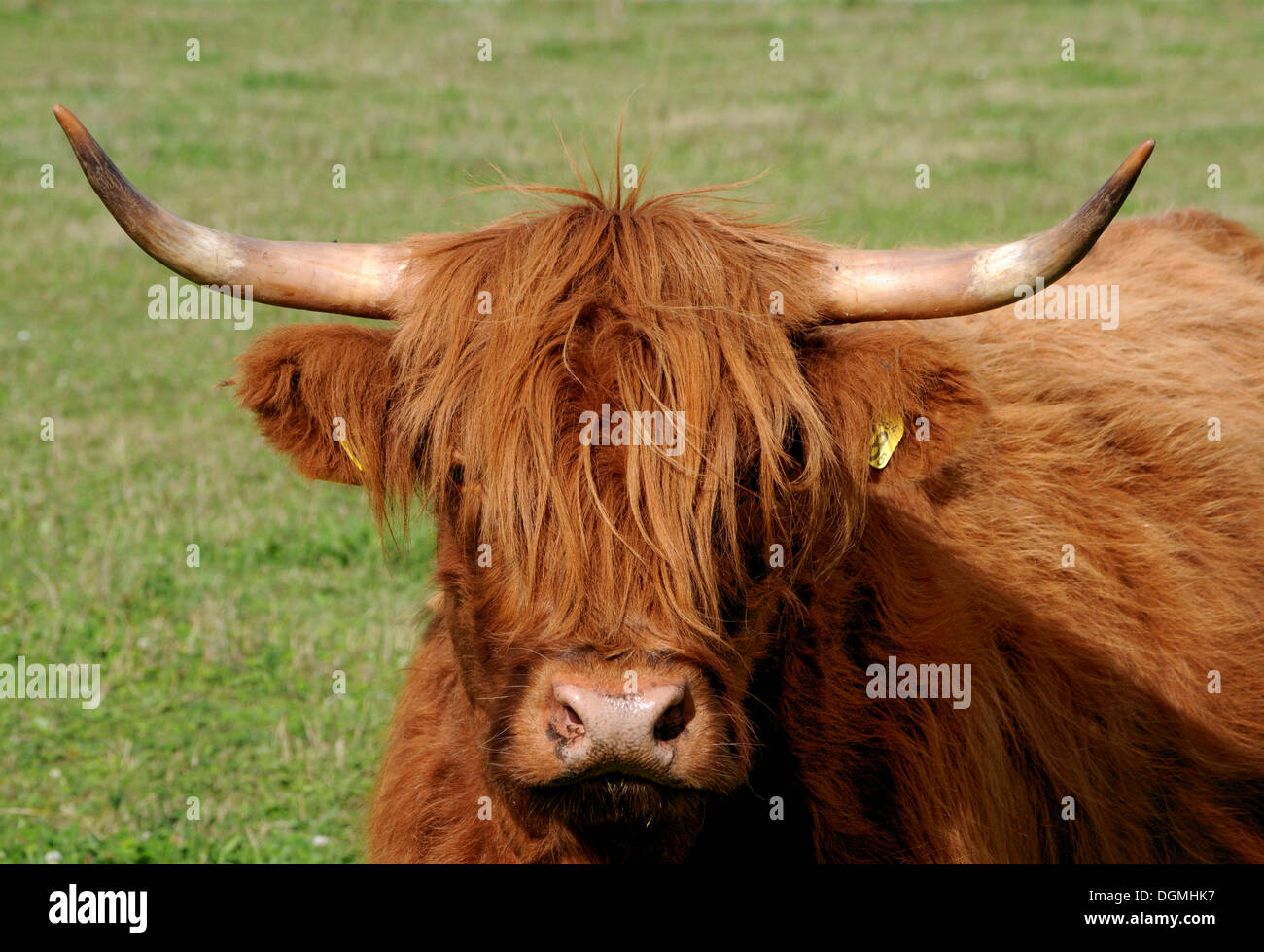Highland cattle portrait -Fotos und -Bildmaterial in hoher Auflösung ...