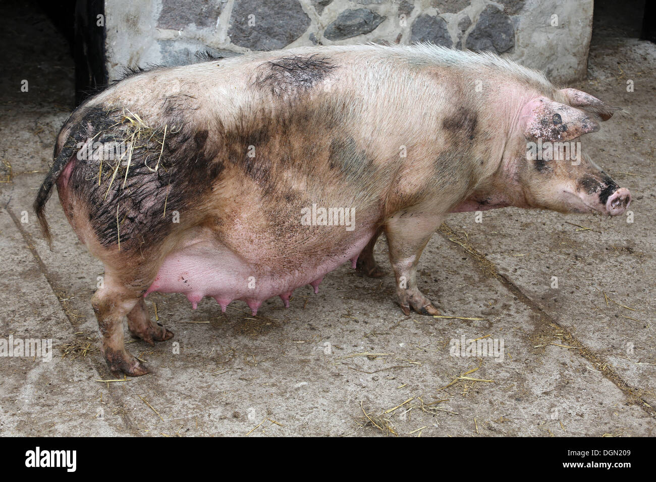 Hausschwein sus scrofa domestica -Fotos und -Bildmaterial in hoher ...