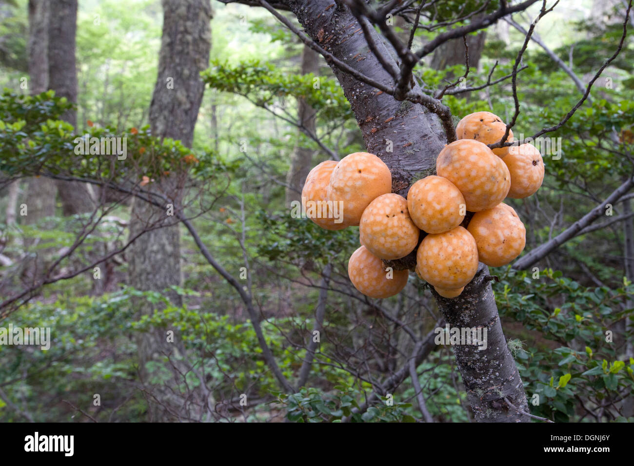 Fruiting bodies -Fotos und -Bildmaterial in hoher Auflösung – Alamy