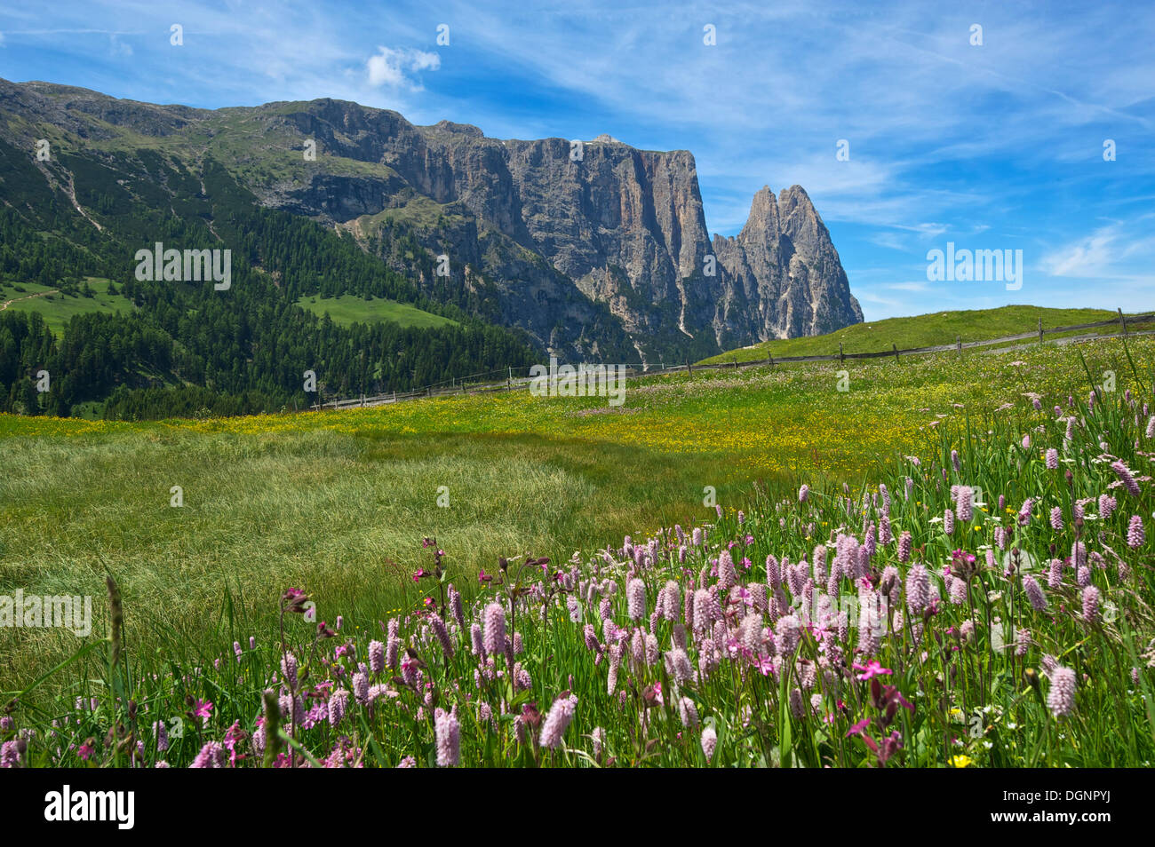 Almwiese mit blühenden cm (Bistorta Officinalis), Berg Schlern, Seiser ...