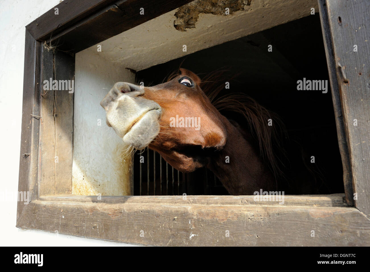 Pferd im stallbild -Fotos und -Bildmaterial in hoher Auflösung – Alamy