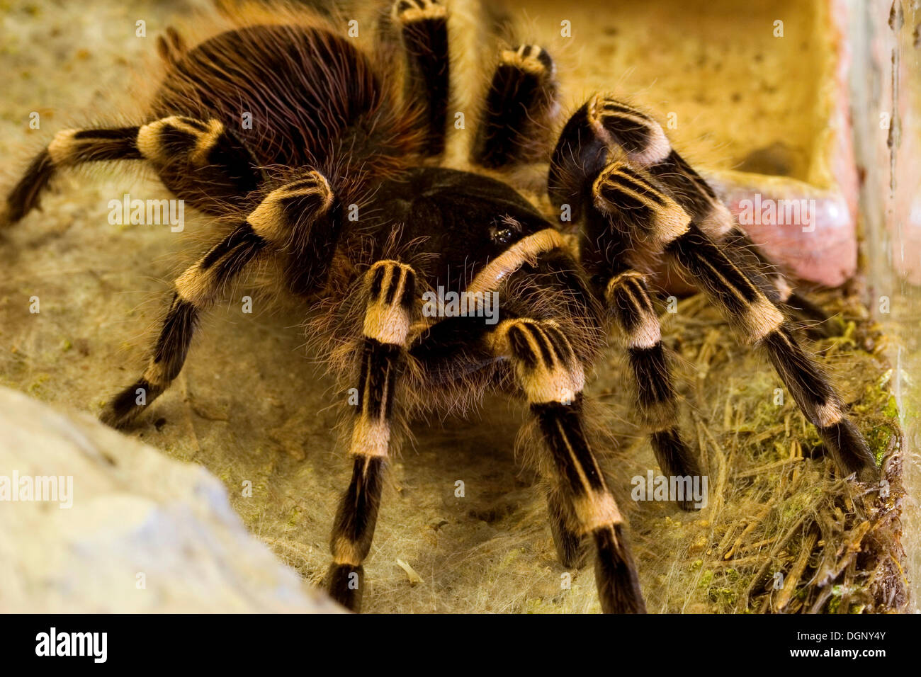 Tarantel-Unterart (Brachypelma Aureofasciata) in einem terrarium ...