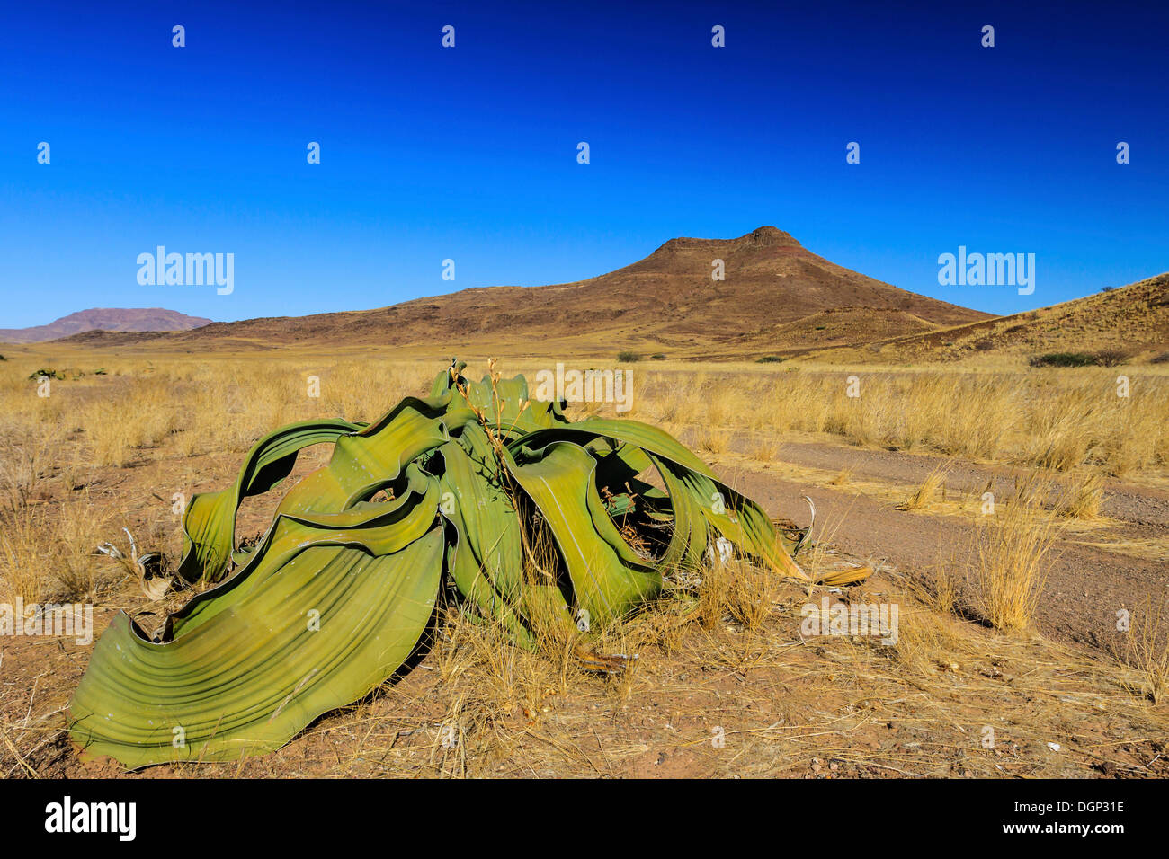 Namibia welwitschia mirabilis damaraland -Fotos und -Bildmaterial in ...