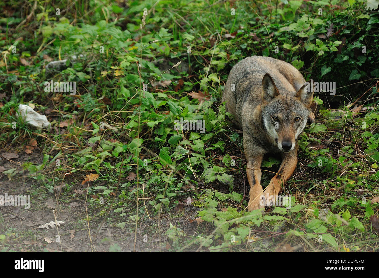 Italian Wolf Canis Lupus Italicus Stockfotos & Italian Wolf Canis Lupus ...