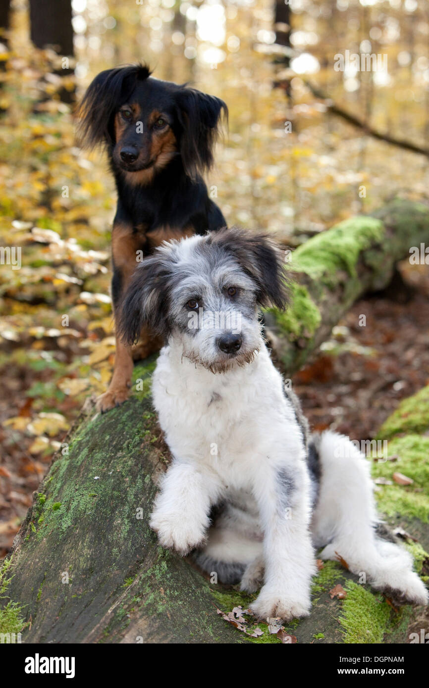 Zwei hunde -Fotos und -Bildmaterial in hoher Auflösung – Alamy
