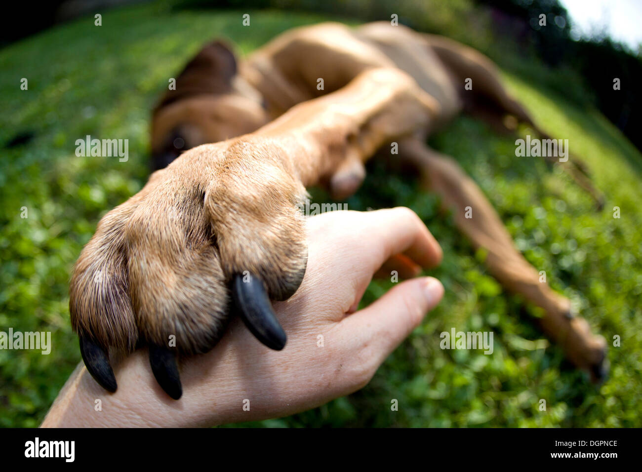 Hund pfote mann -Fotos und -Bildmaterial in hoher Auflösung – Alamy