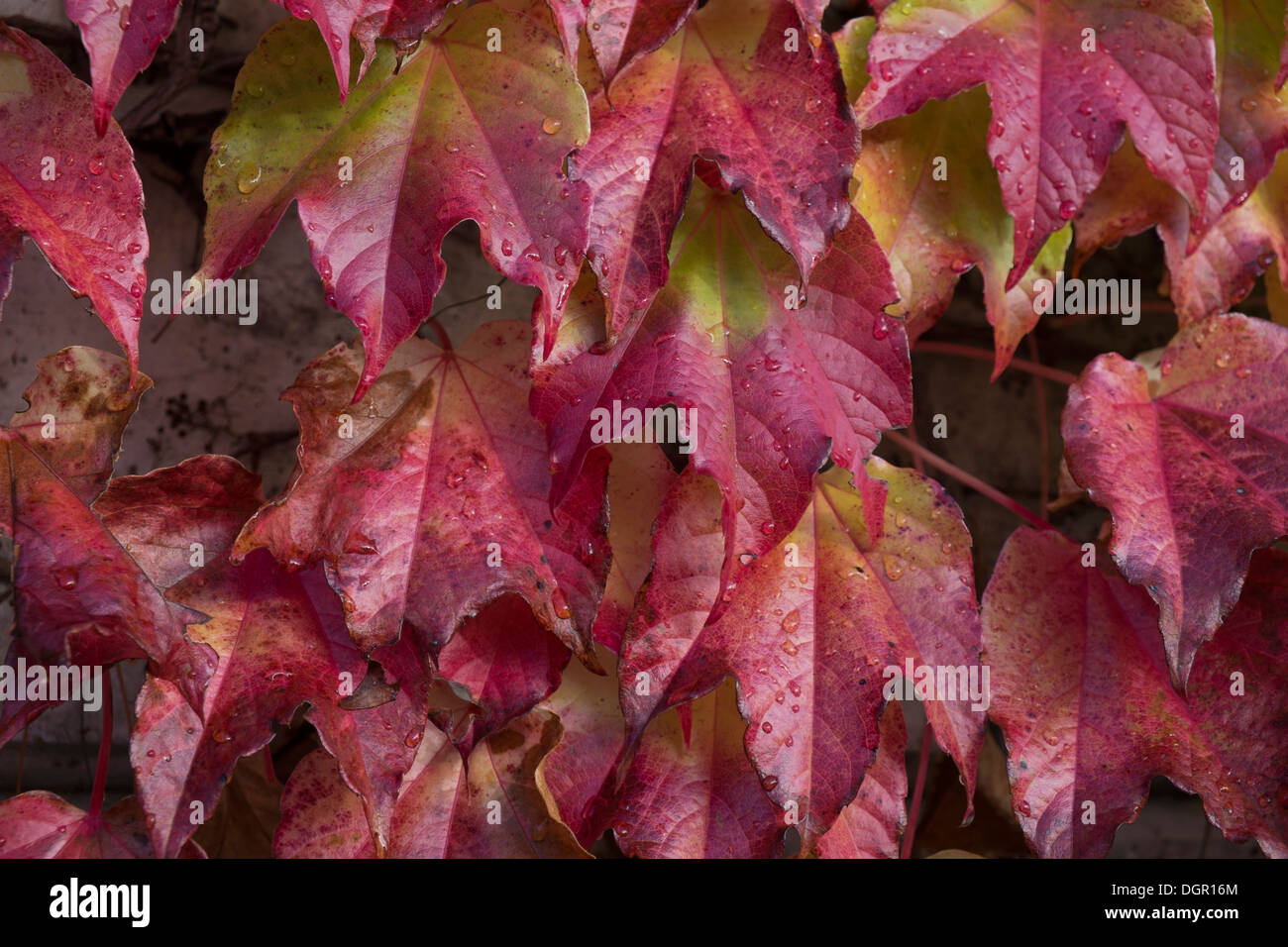 Massive farben -Fotos und -Bildmaterial in hoher Auflösung – Alamy