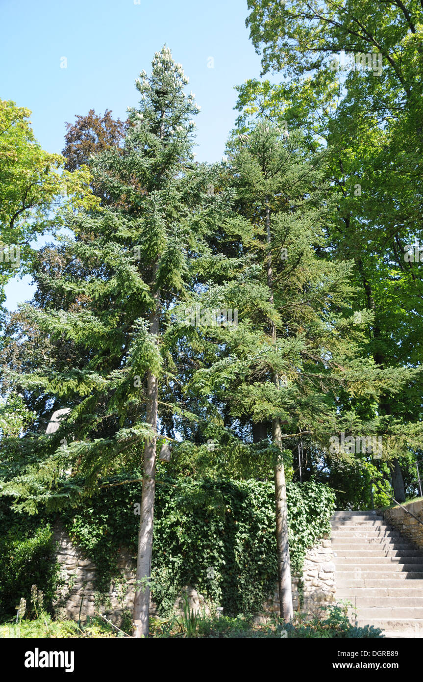 Griechische tanne abies cephalonica -Fotos und -Bildmaterial in hoher ...