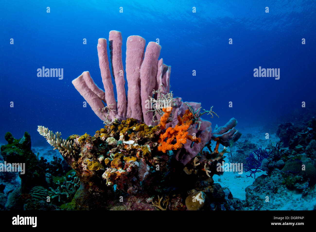 Niphates olemda -Fotos und -Bildmaterial in hoher Auflösung – Alamy