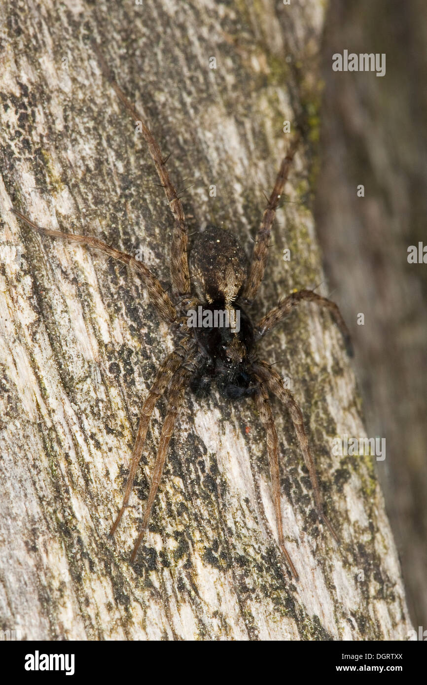 Bodenspinnen Lycosidae Stockfotos und -bilder Kaufen - Alamy