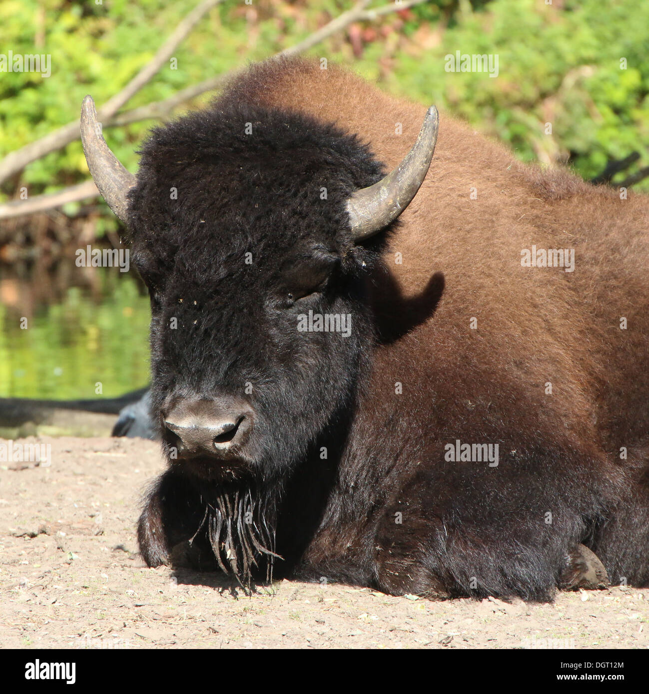 Amerikanischer Bison Bisonte Americano Stockfotos und -bilder Kaufen ...