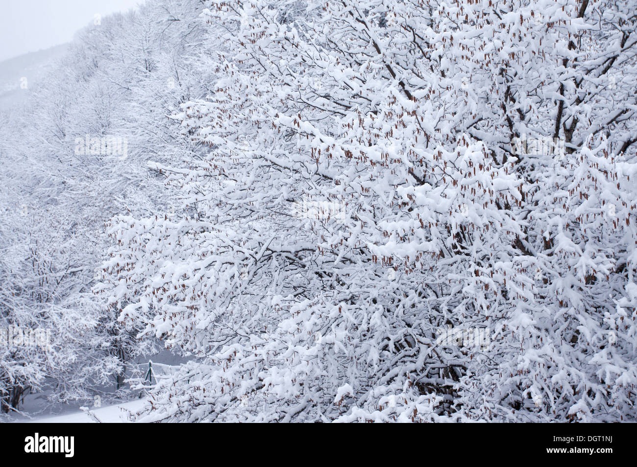 Hazel bush -Fotos und -Bildmaterial in hoher Auflösung – Alamy