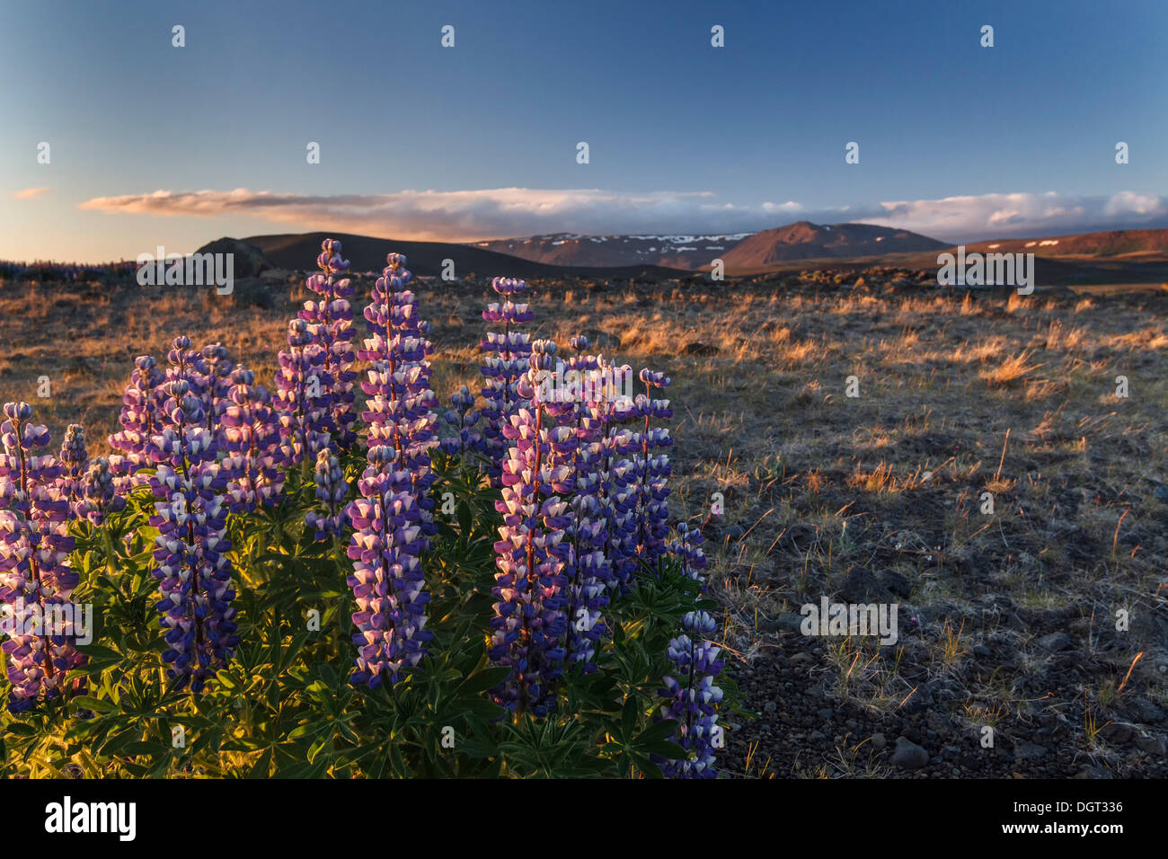 Puls 87 -Fotos und -Bildmaterial in hoher Auflösung – Alamy