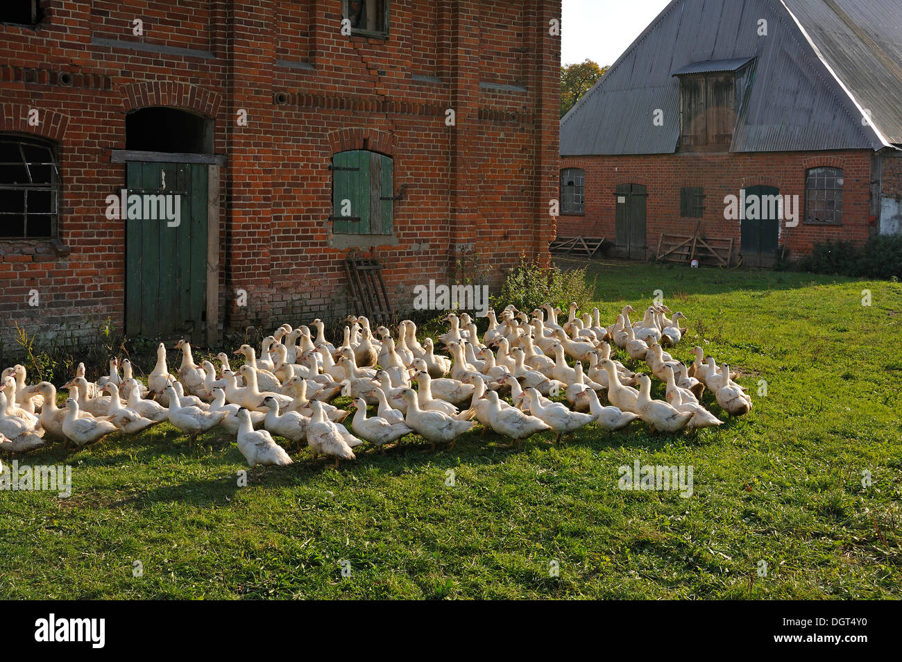 Freilandhaltung Mularden Enten in einer Wiese, Stallungen, erbaut im ...