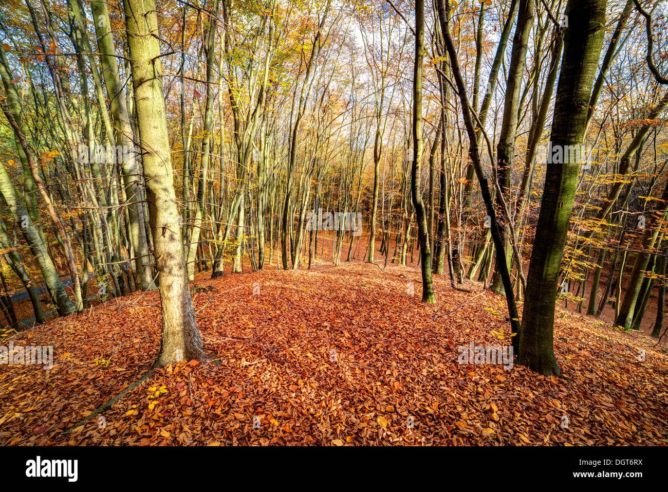 Eichenwald malerisch -Fotos und -Bildmaterial in hoher Auflösung – Alamy