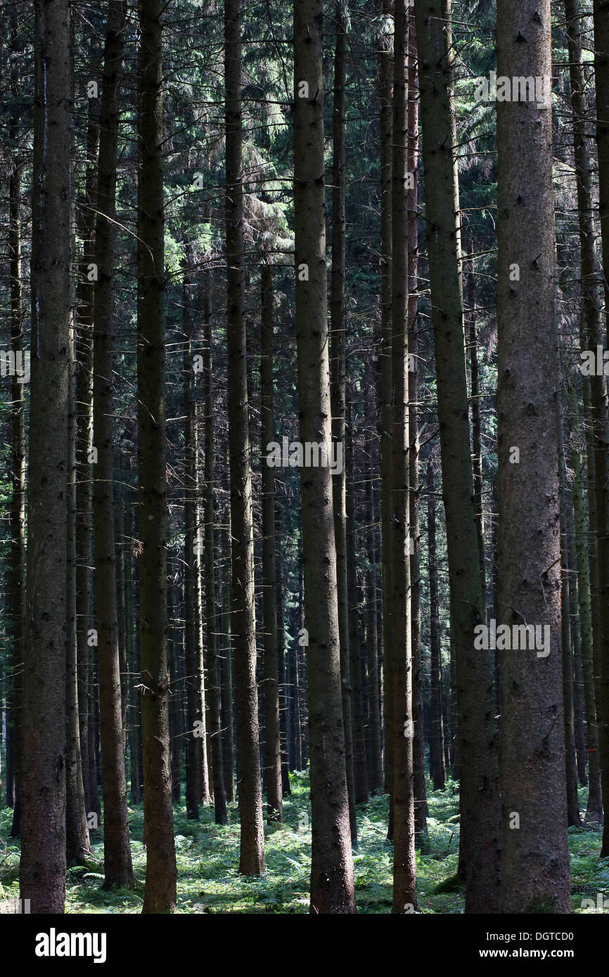 Spruce Forest Monoculture Bavaria Stockfotos und -bilder Kaufen - Alamy