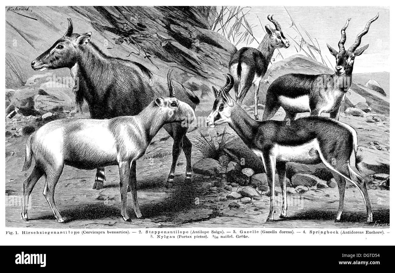 Antilopen illustrationen -Fotos und -Bildmaterial in hoher Auflösung ...