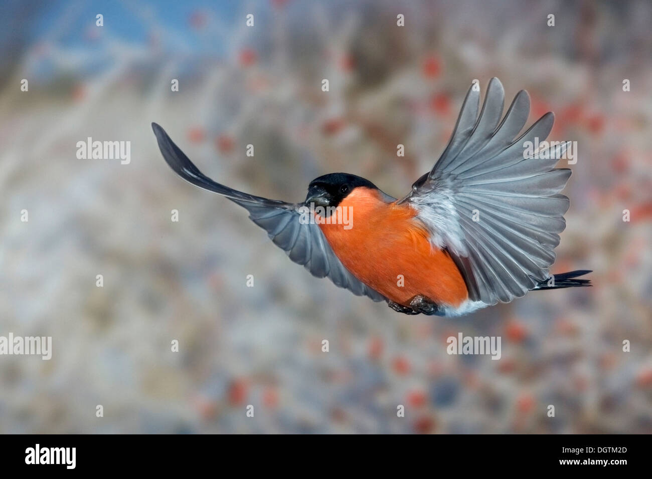 Gimpel winter -Fotos und -Bildmaterial in hoher Auflösung – Alamy