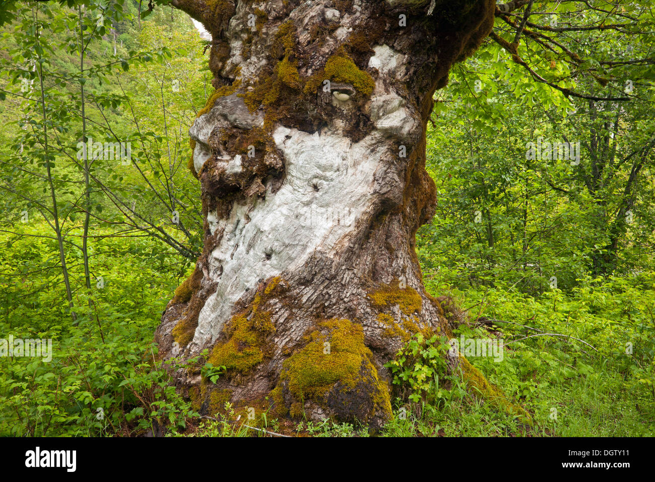 Ahornbaum auf der wiese -Fotos und -Bildmaterial in hoher Auflösung – Alamy