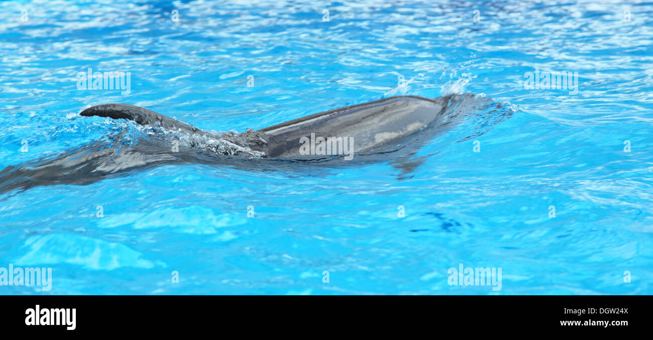 Delphin reflexion -Fotos und -Bildmaterial in hoher Auflösung – Alamy