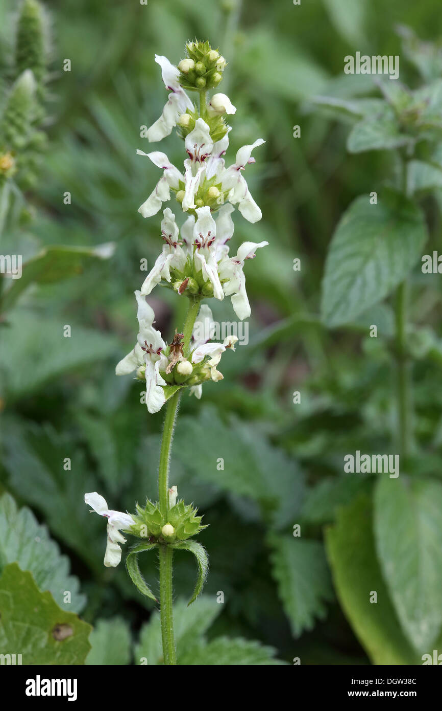 Steife heckenessel stachys recta -Fotos und -Bildmaterial in hoher ...