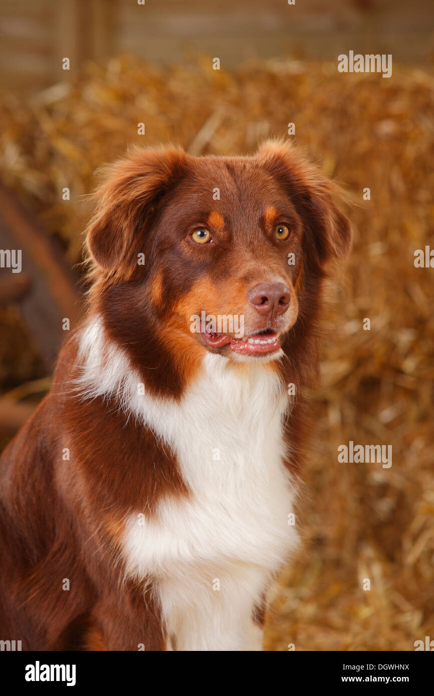 Tri farbe hund -Fotos und -Bildmaterial in hoher Auflösung – Alamy