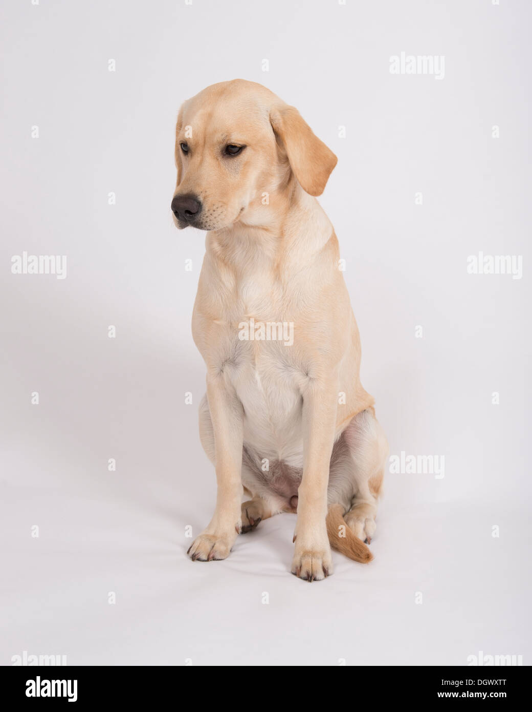Gesunder labrador hund -Fotos und -Bildmaterial in hoher Auflösung – Alamy